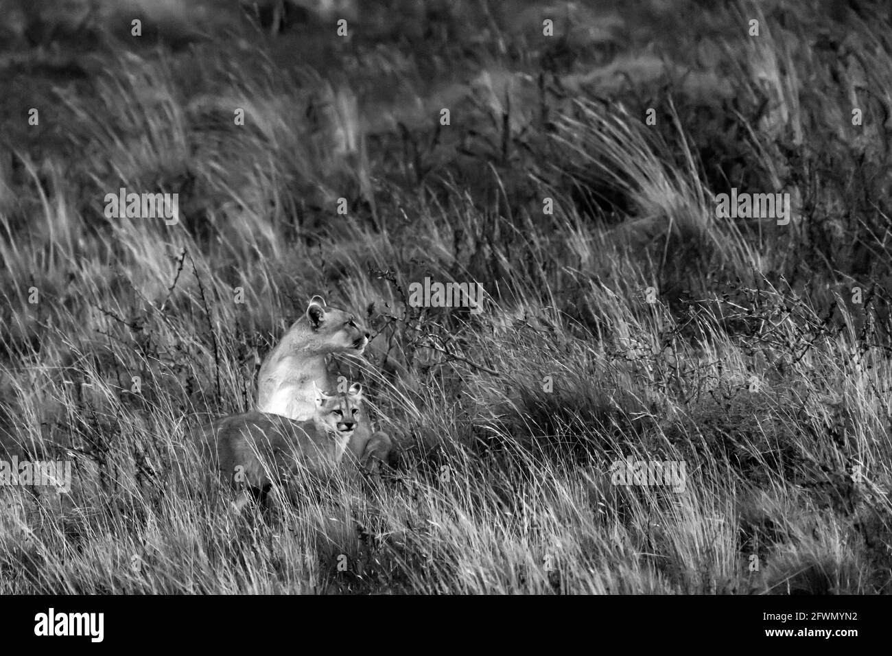 Puma cub and mother hi-res stock photography and images - Alamy