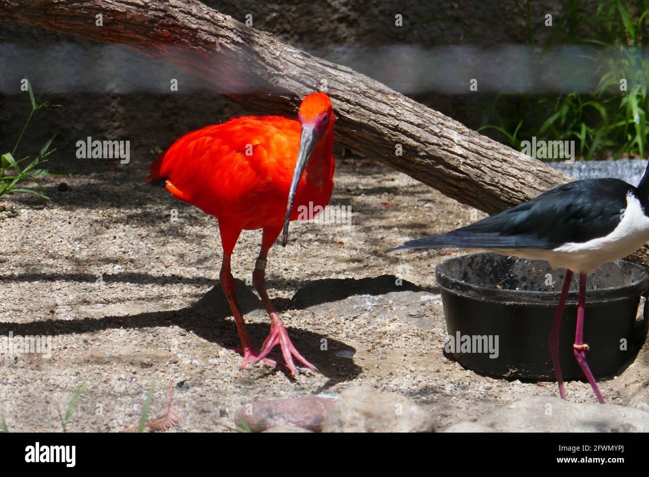 Ibis shown hi-res stock photography and images - Alamy