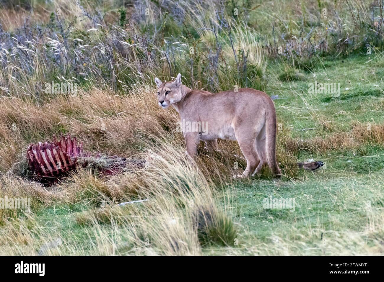 Mother puma at dusk at guanaco carcass, Lago Sarmiento, Patagonia Stock ...