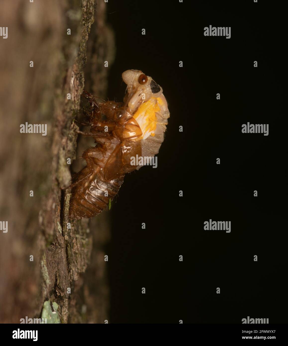 A Brood X 17 year cicada molting on the side of a tree shortly after ...