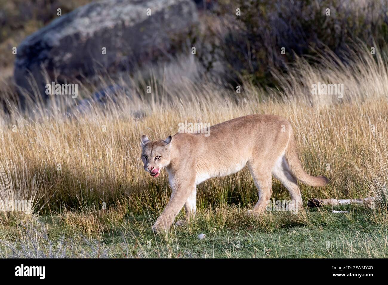 Puma cleaning her muzzle after feasting on a guanaco carcass, Lago ...