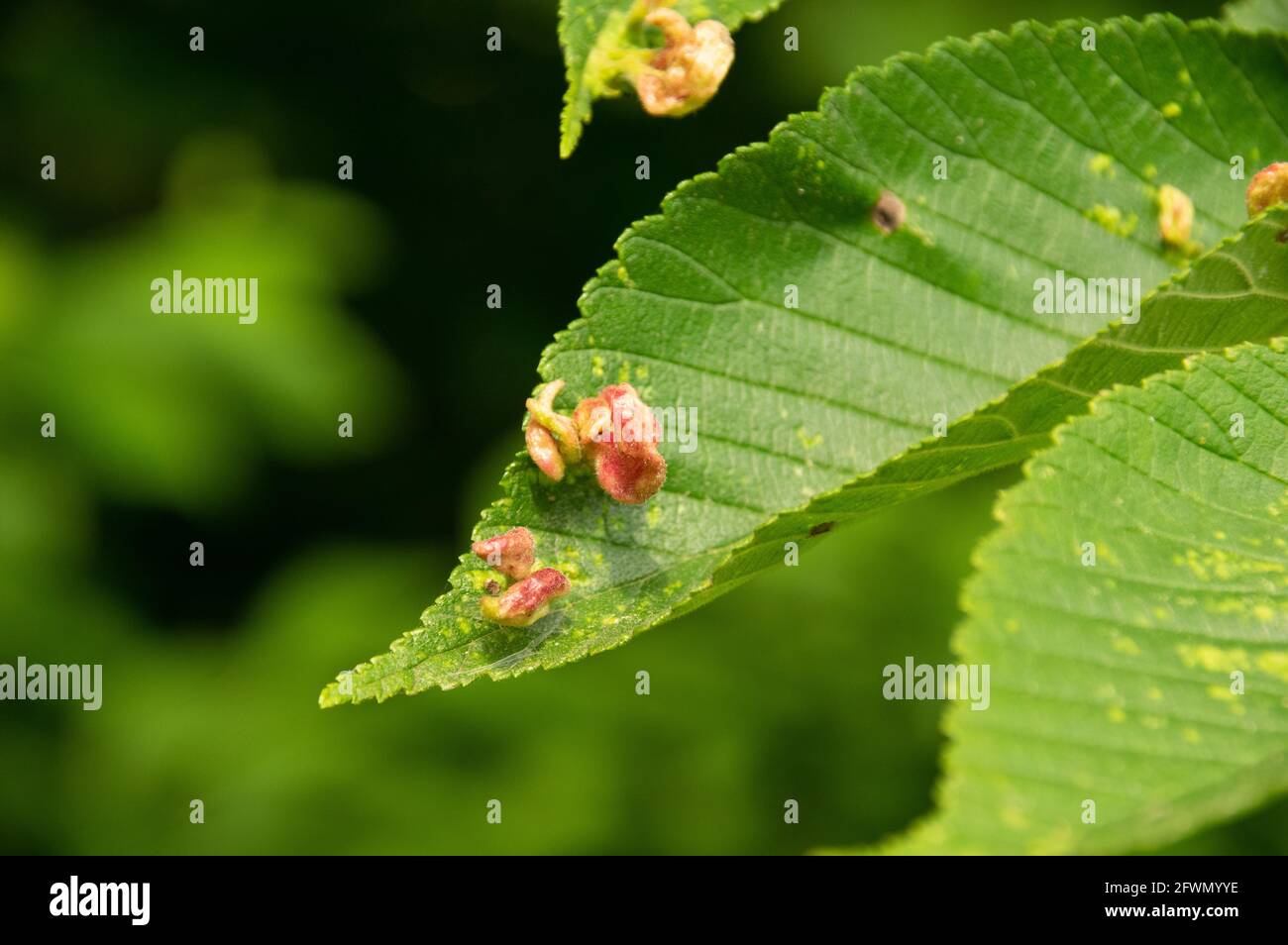 Elm sack gall aphid tetraneura ulmi hi-res stock photography and images ...