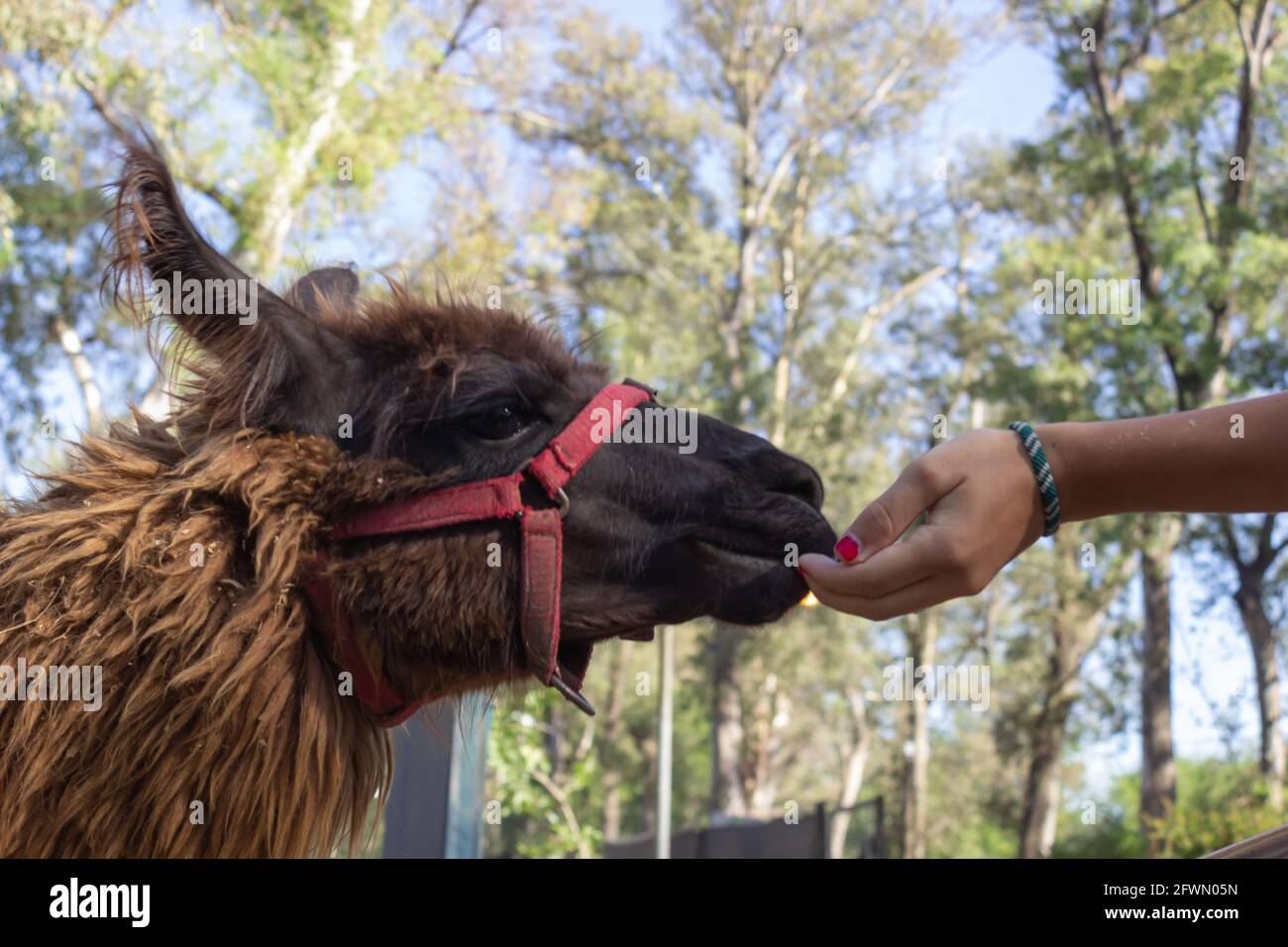Llama face close up hi-res stock photography and images - Alamy