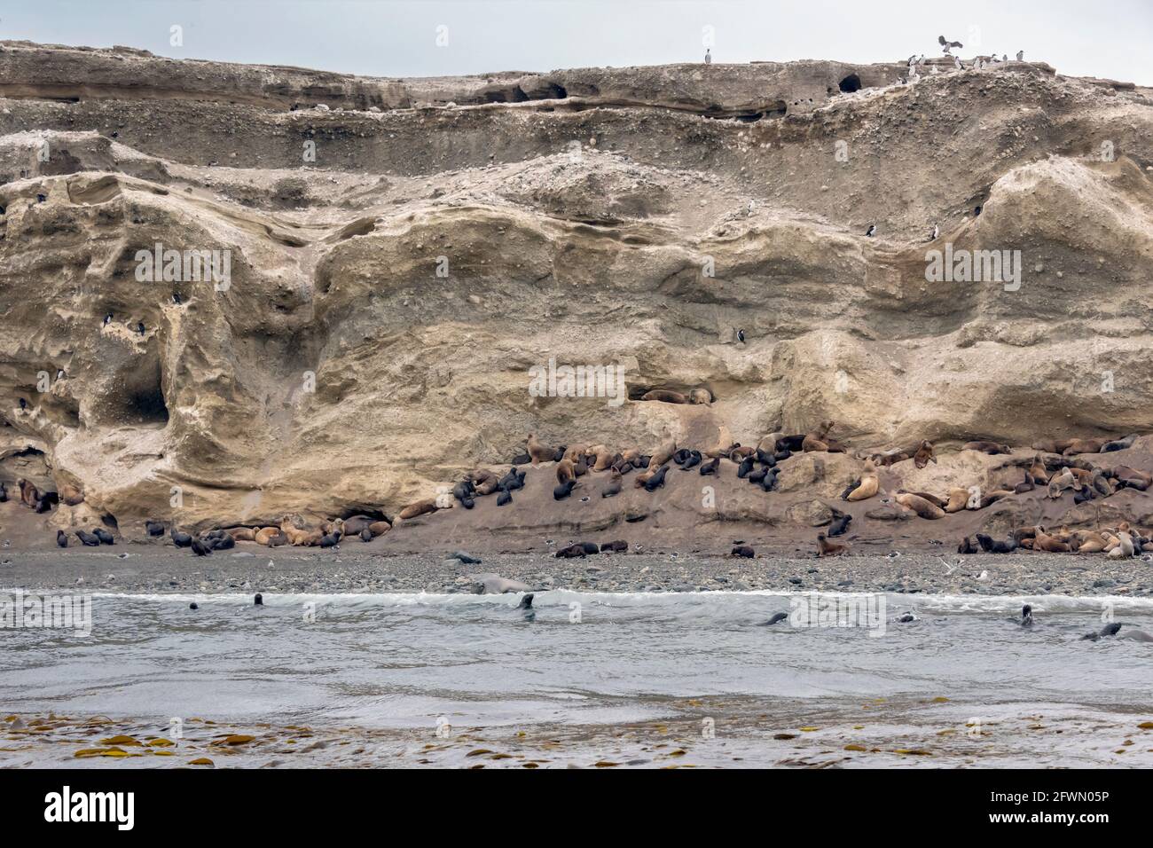 Patagonian sea lions (Otaria flavescens), Isla Magdalena, Strait of ...