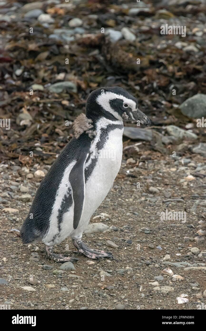 Downy feathers hi-res stock photography and images - Alamy