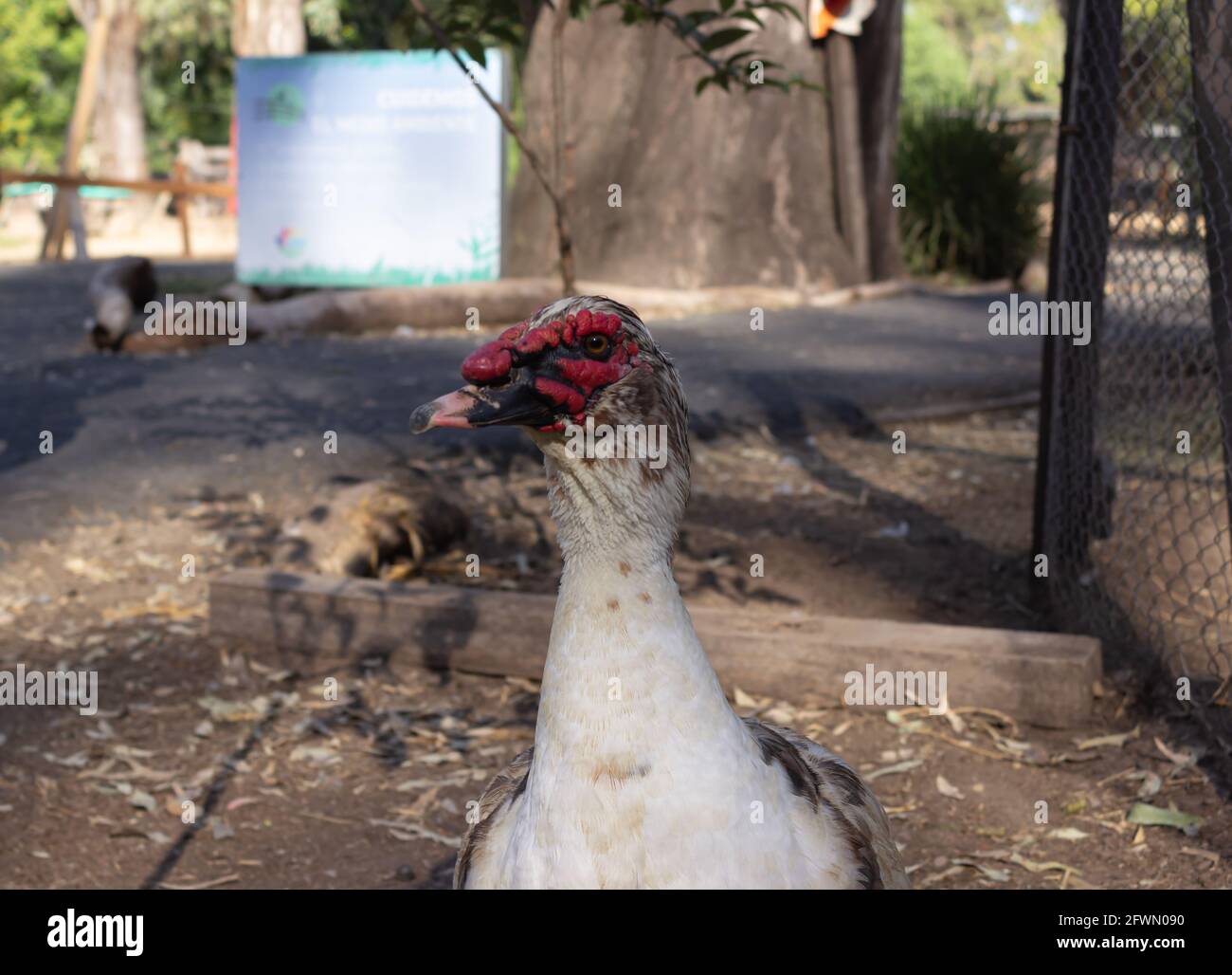 White duck red face hi-res stock photography and images - Alamy