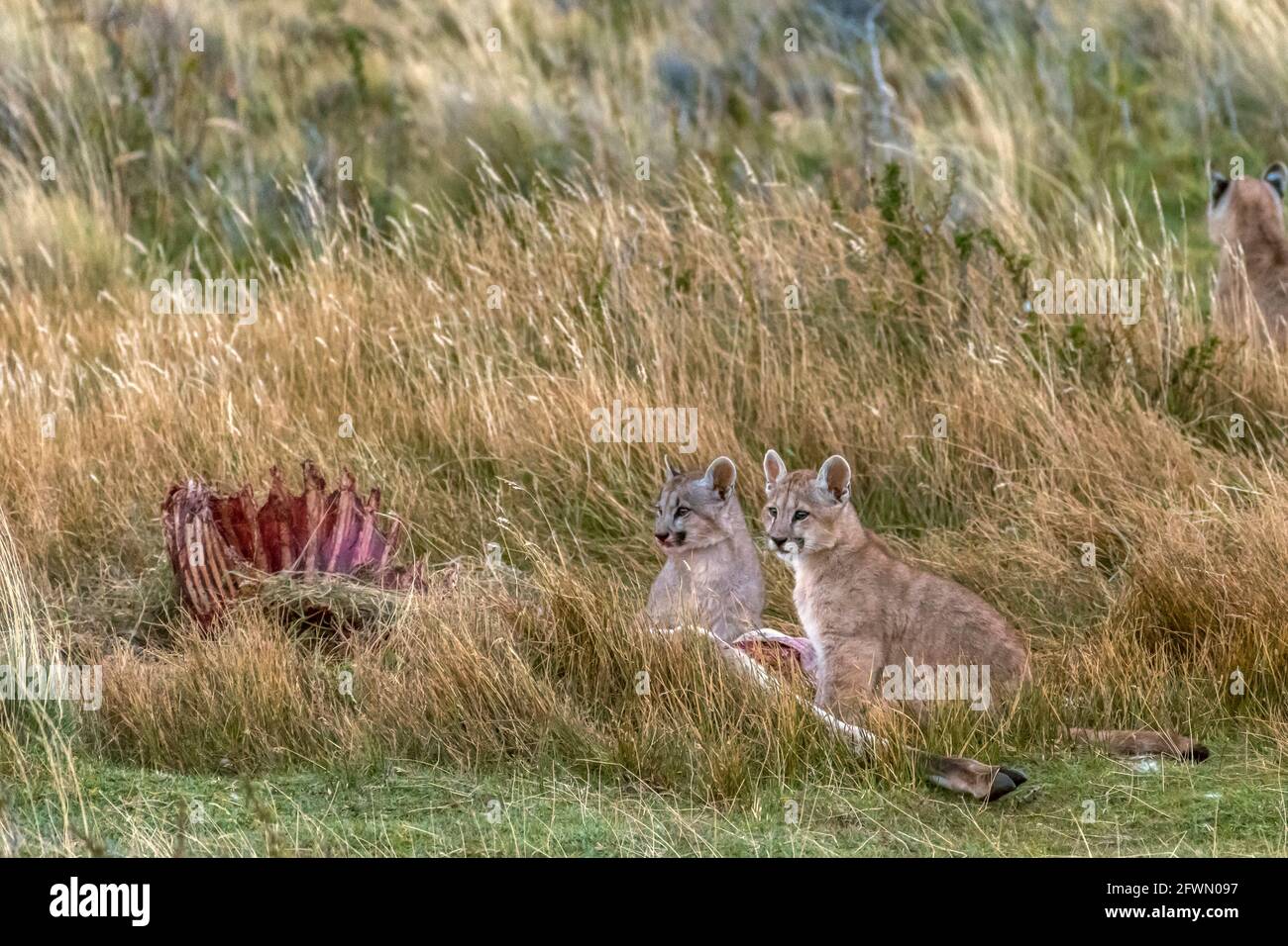 Puma cubs by guanaco kill, Torres del Paine, Patagonia, Chile Stock ...