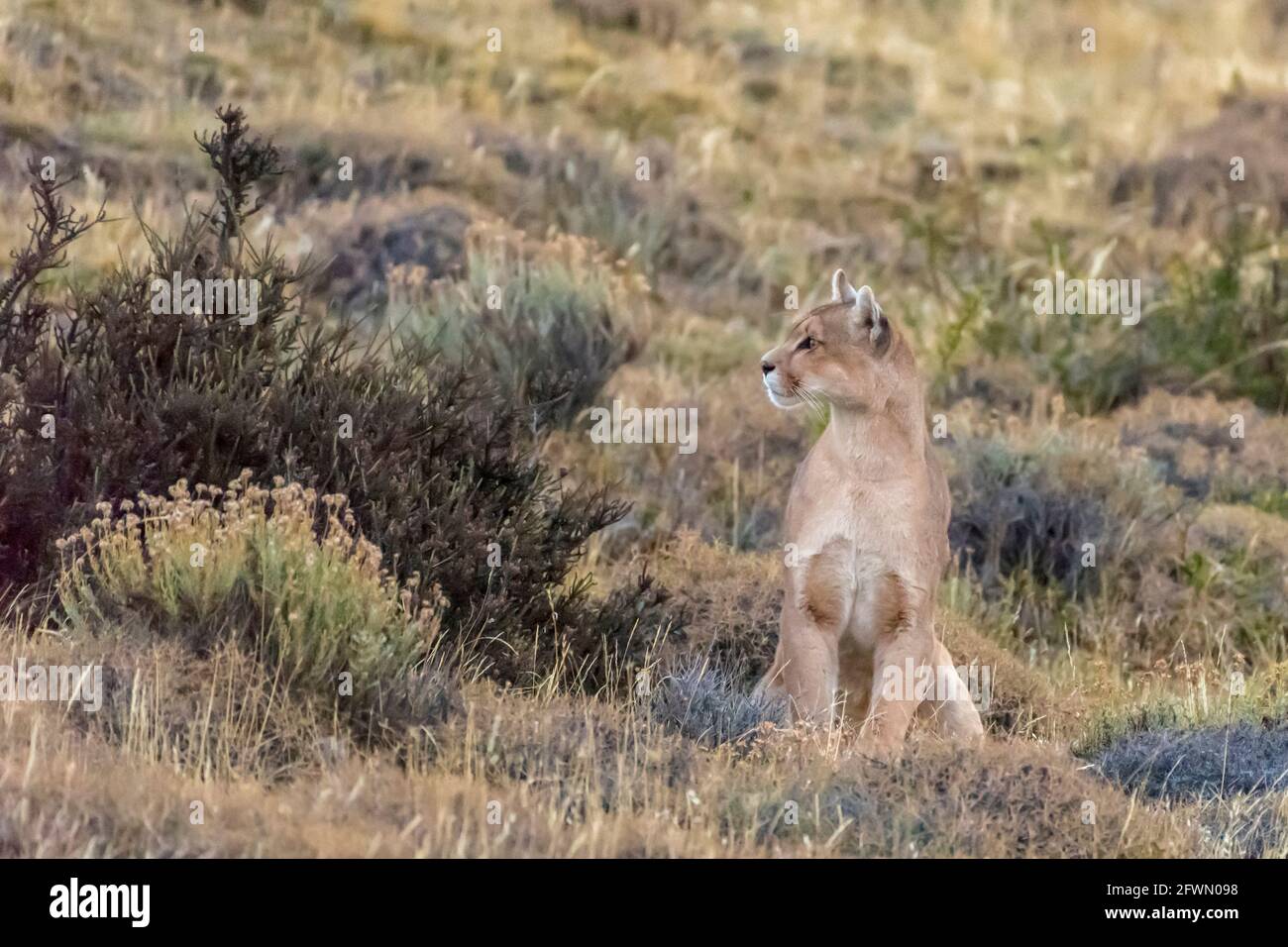 Female puma hunting a guanaco, Torres del Paine, Patagonia, Chile Stock ...