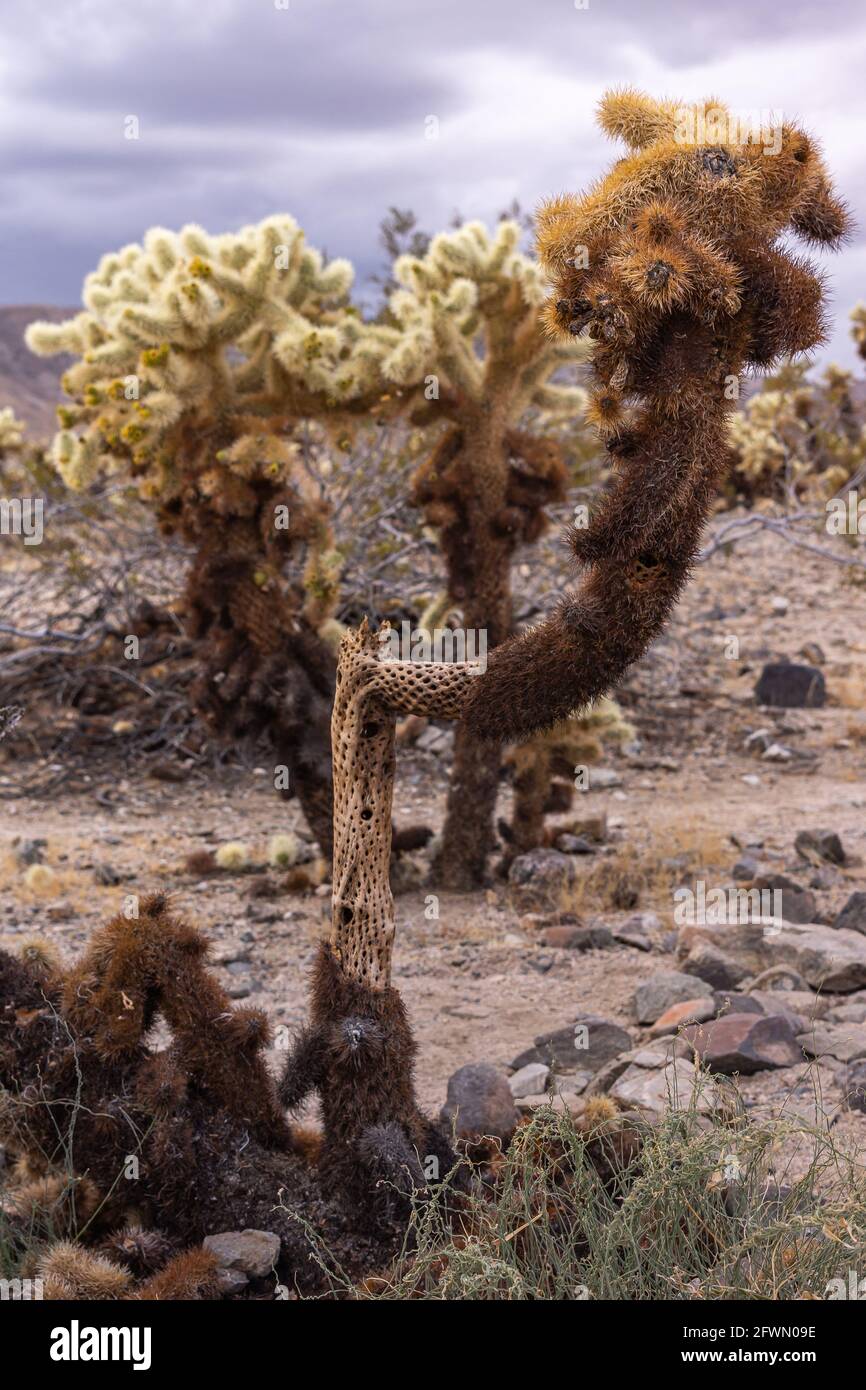 Living and dying in america hi-res stock photography and images - Alamy