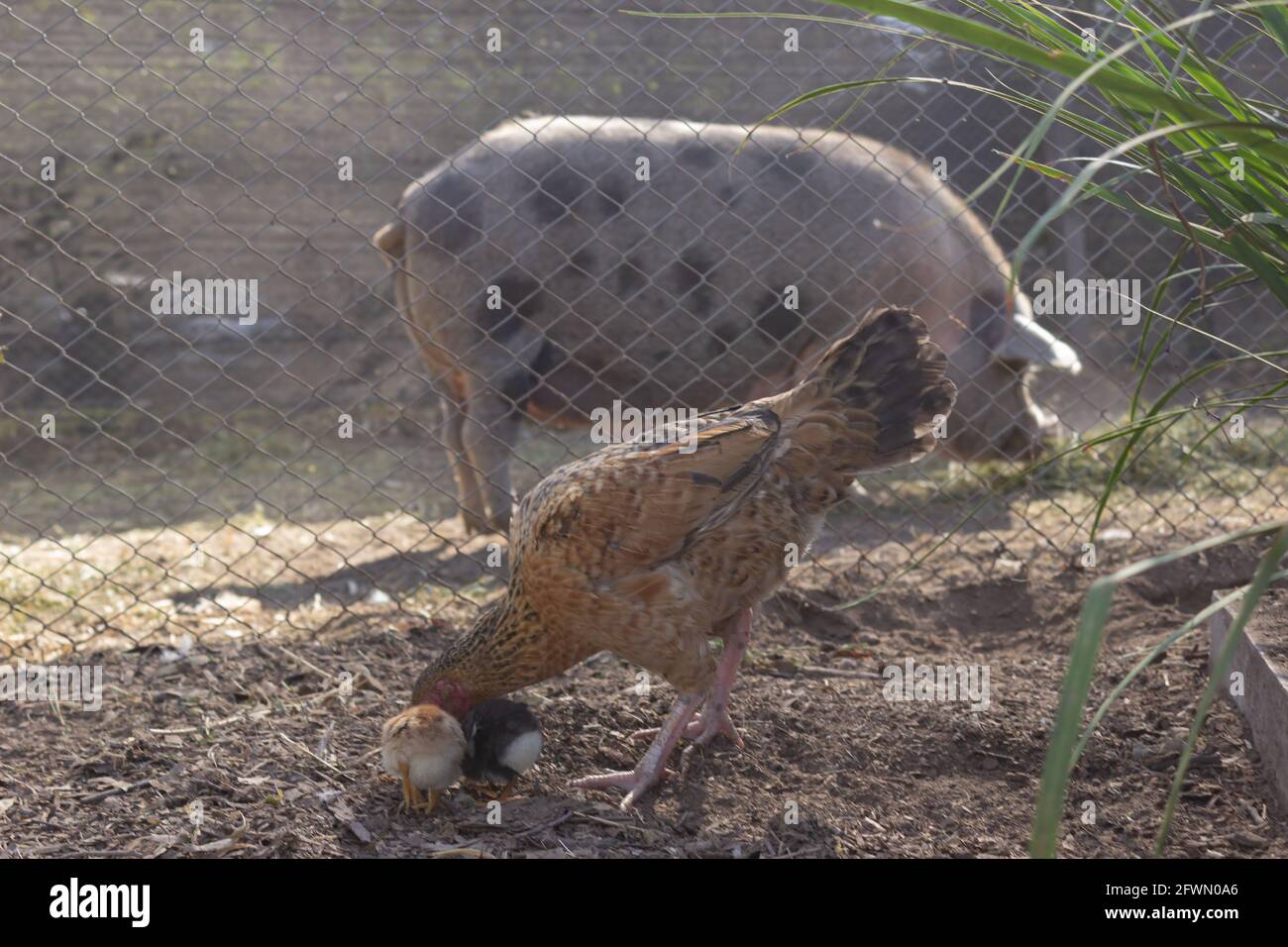 Pig and chicken farm hi-res stock photography and images - Alamy