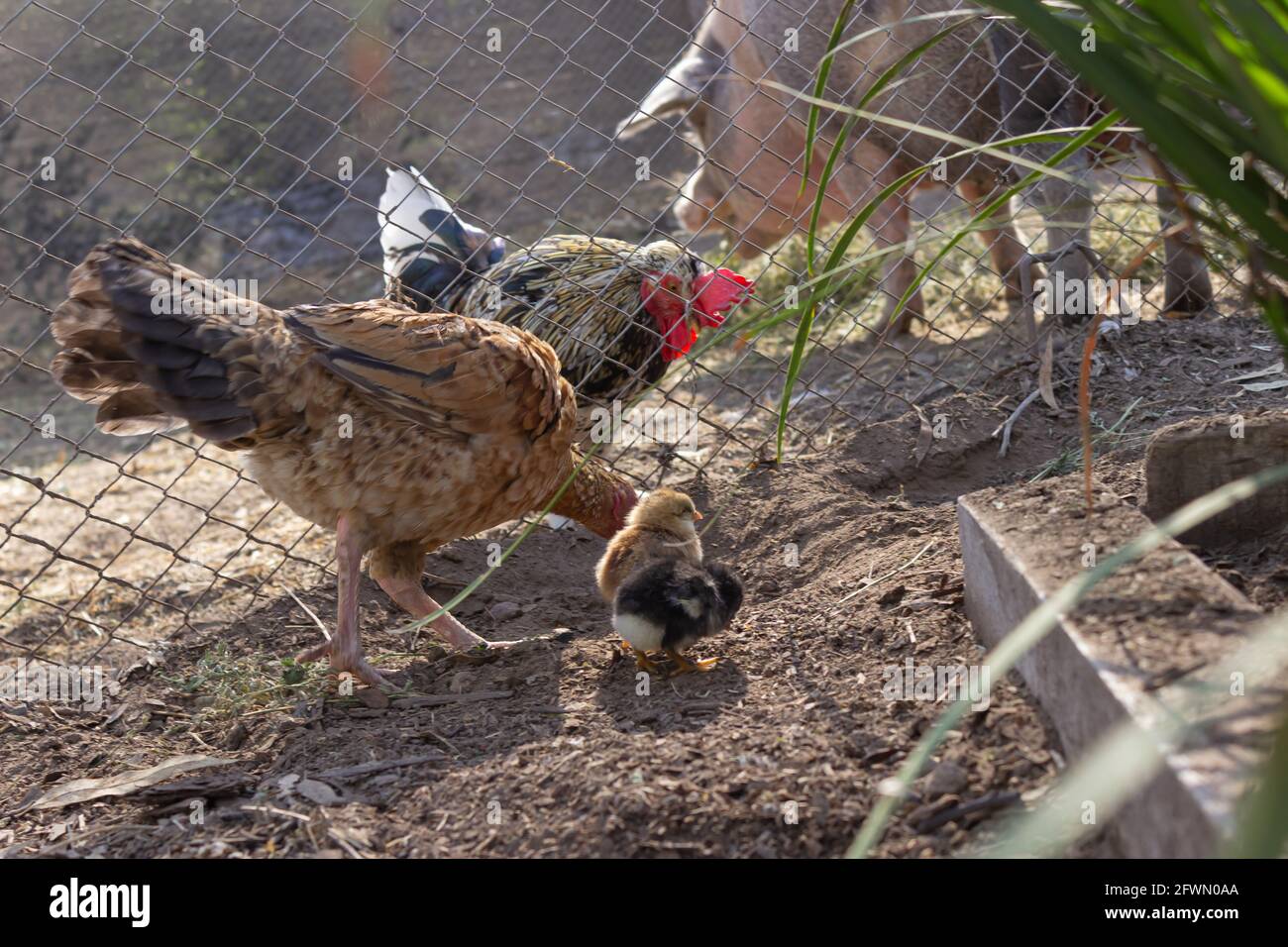 Farm animals chicken pig hi-res stock photography and images - Alamy