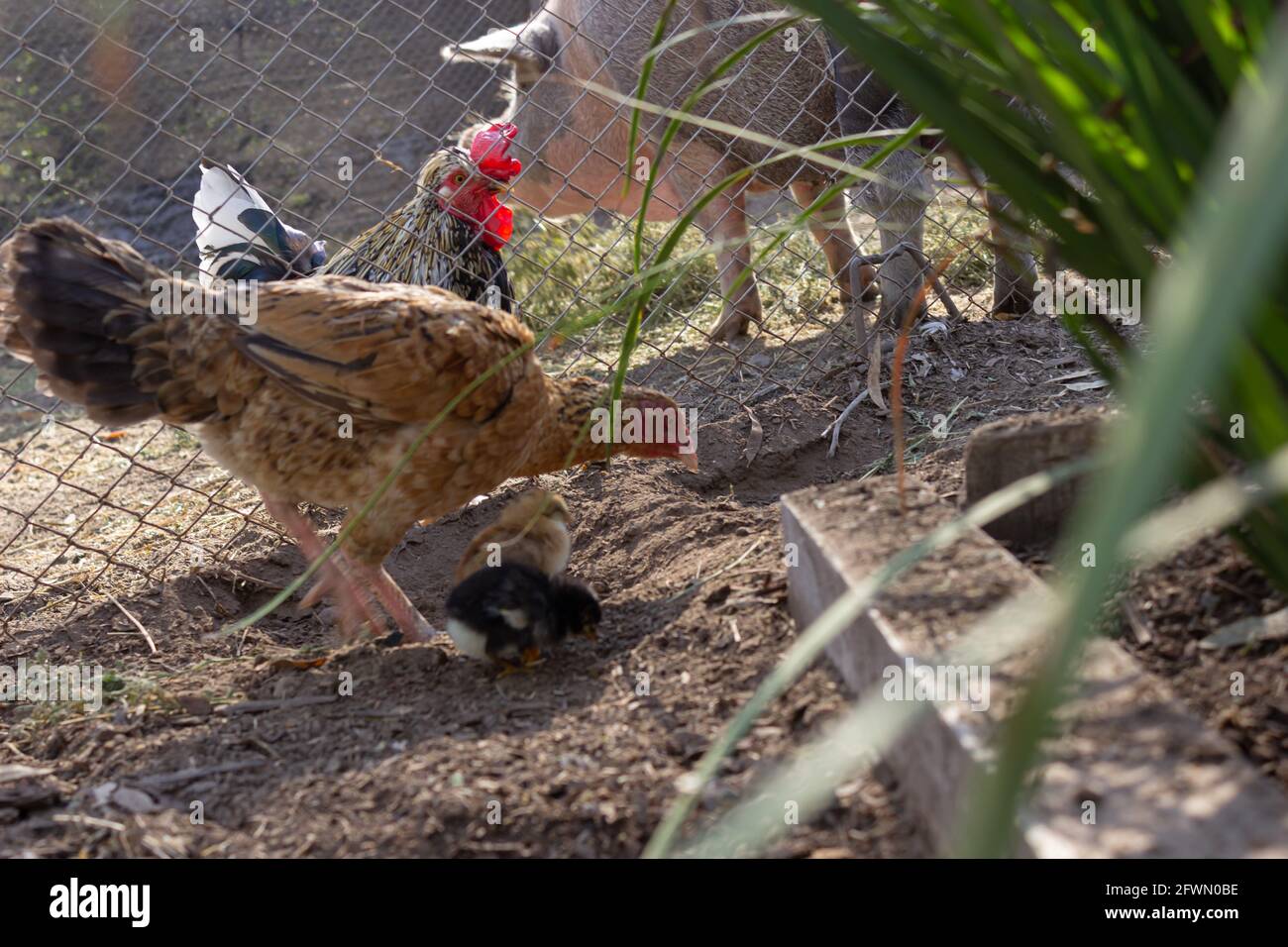 Farm animals chicken pig hi-res stock photography and images - Alamy