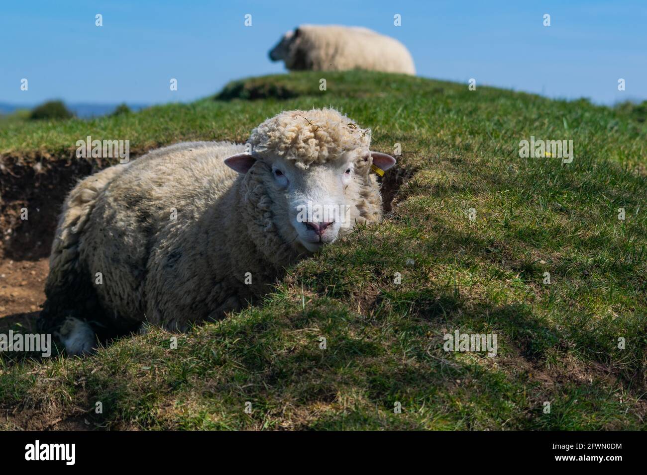 Curly haired white ram resting on a ground surrounded by meadows for ...
