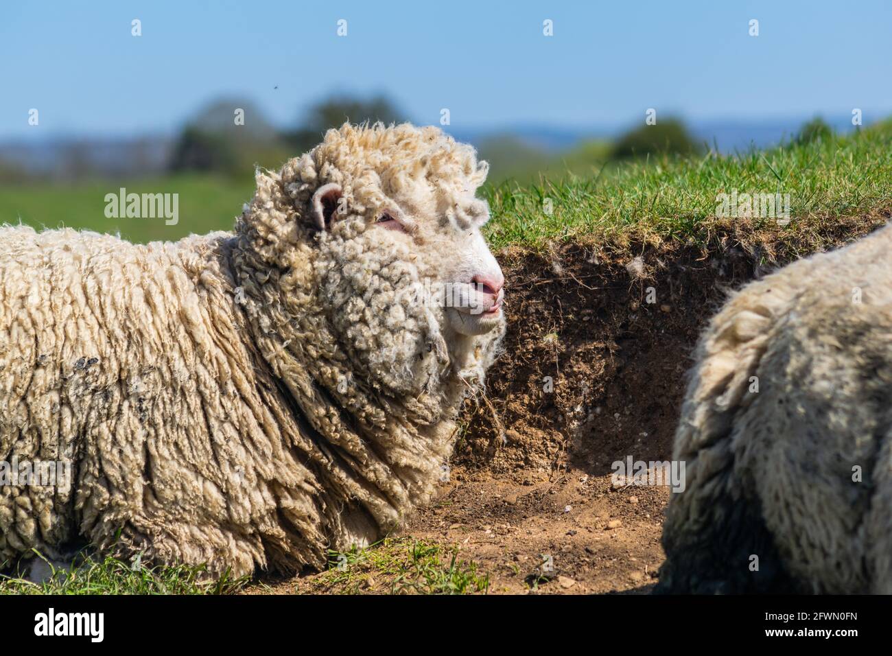 Curly haired white ram resting on a ground surrounded by meadows for ...