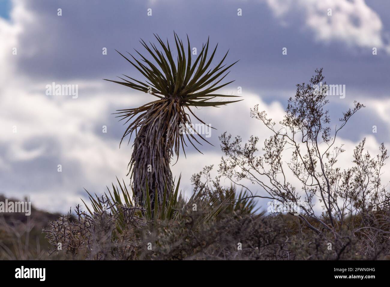 Yucca cactus hi-res stock photography and images - Alamy