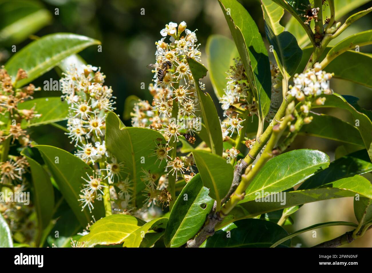 Cherry laurel plant with blooming white flowers and green oily leaves ...