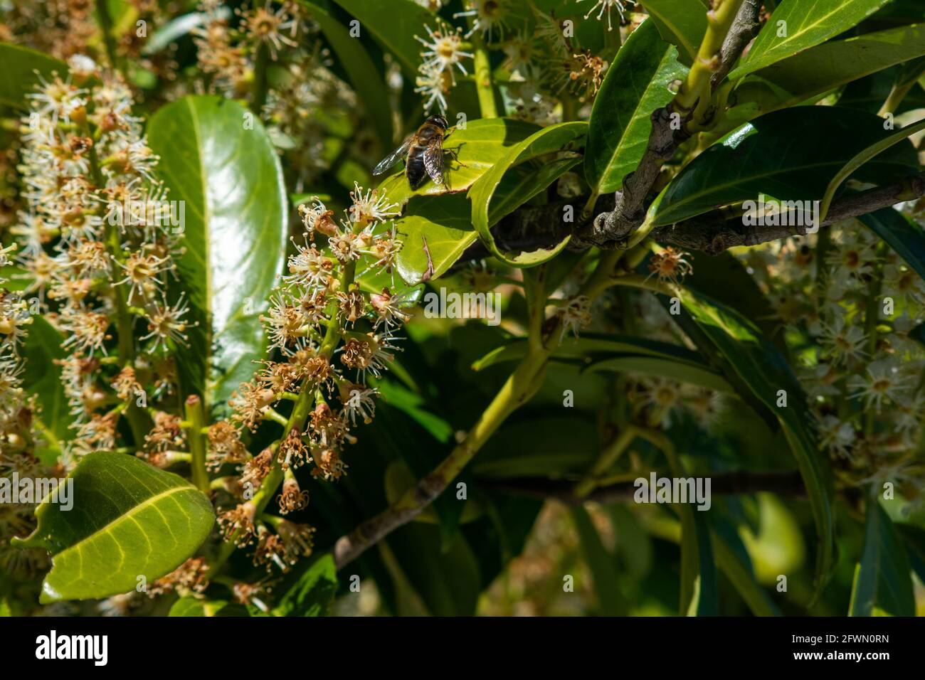 Cherry laurel plant with blooming white flowers and green oily leaves ...