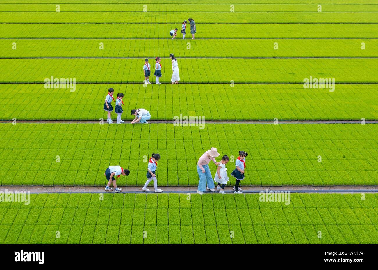 SUQIAN, CHINA - MAY 23, 2021 - Students experience farming activities ...