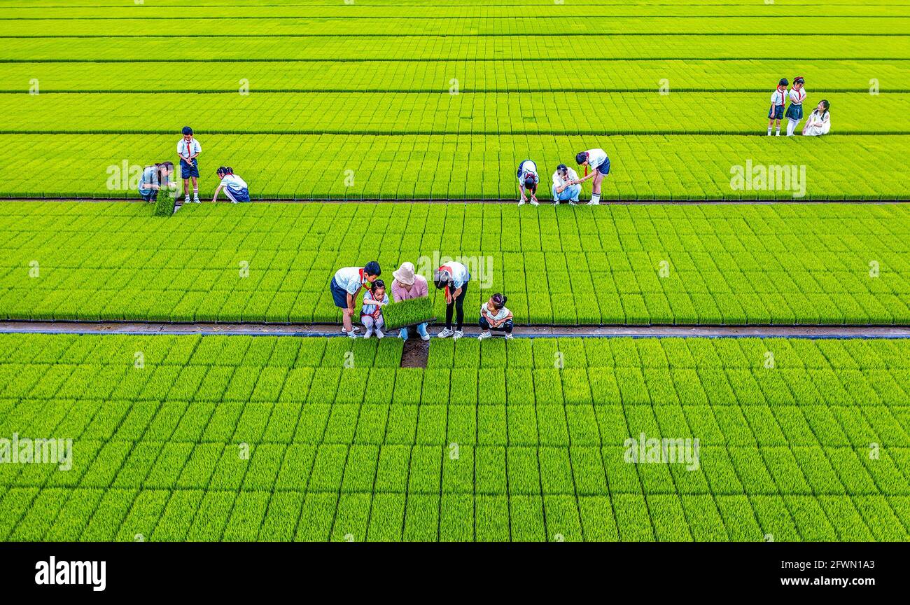 SUQIAN, CHINA - MAY 23, 2021 - Students experience farming activities ...