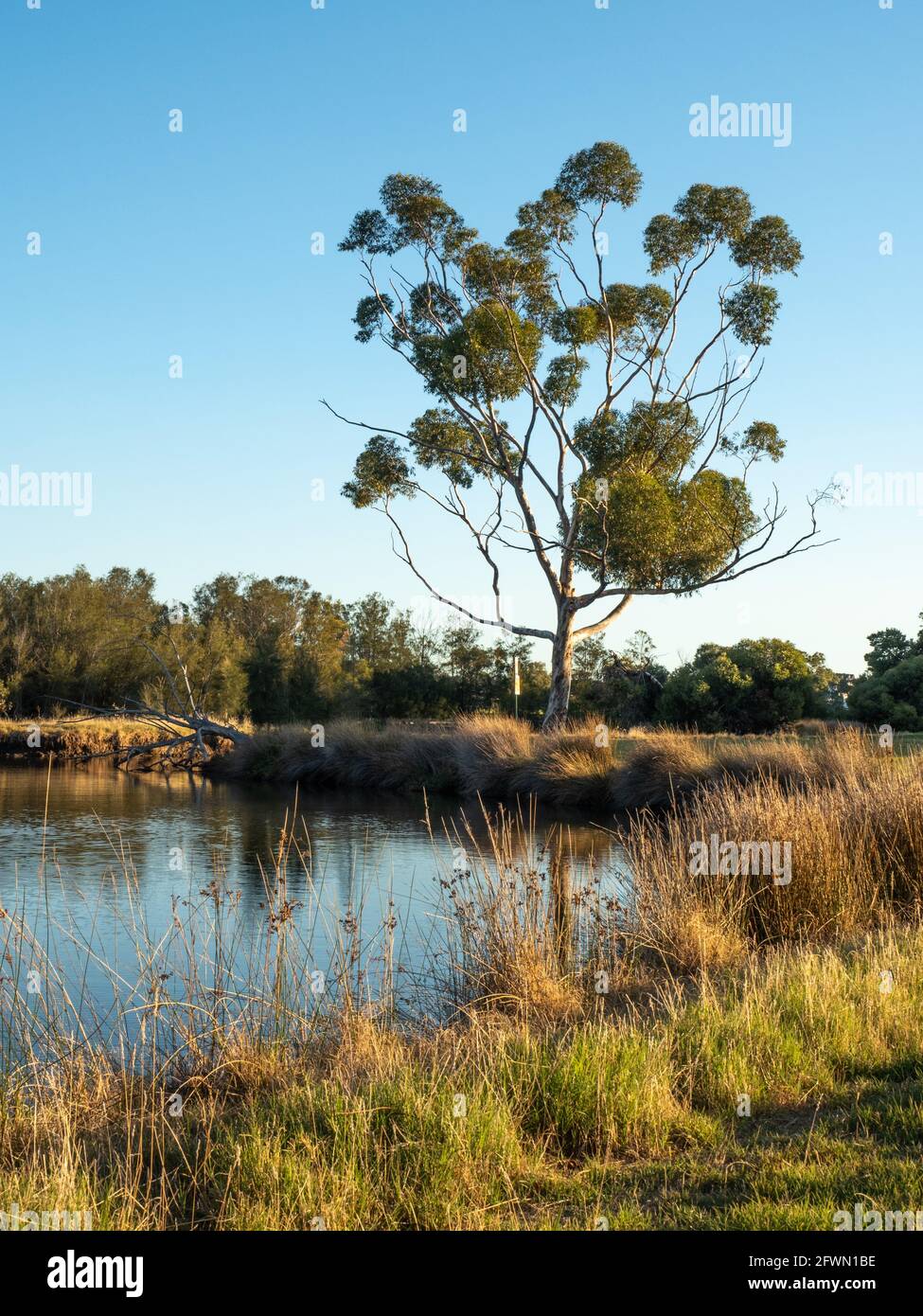 Single tree on edge of lake at Heirisson Island, Perth Stock Photo - Alamy