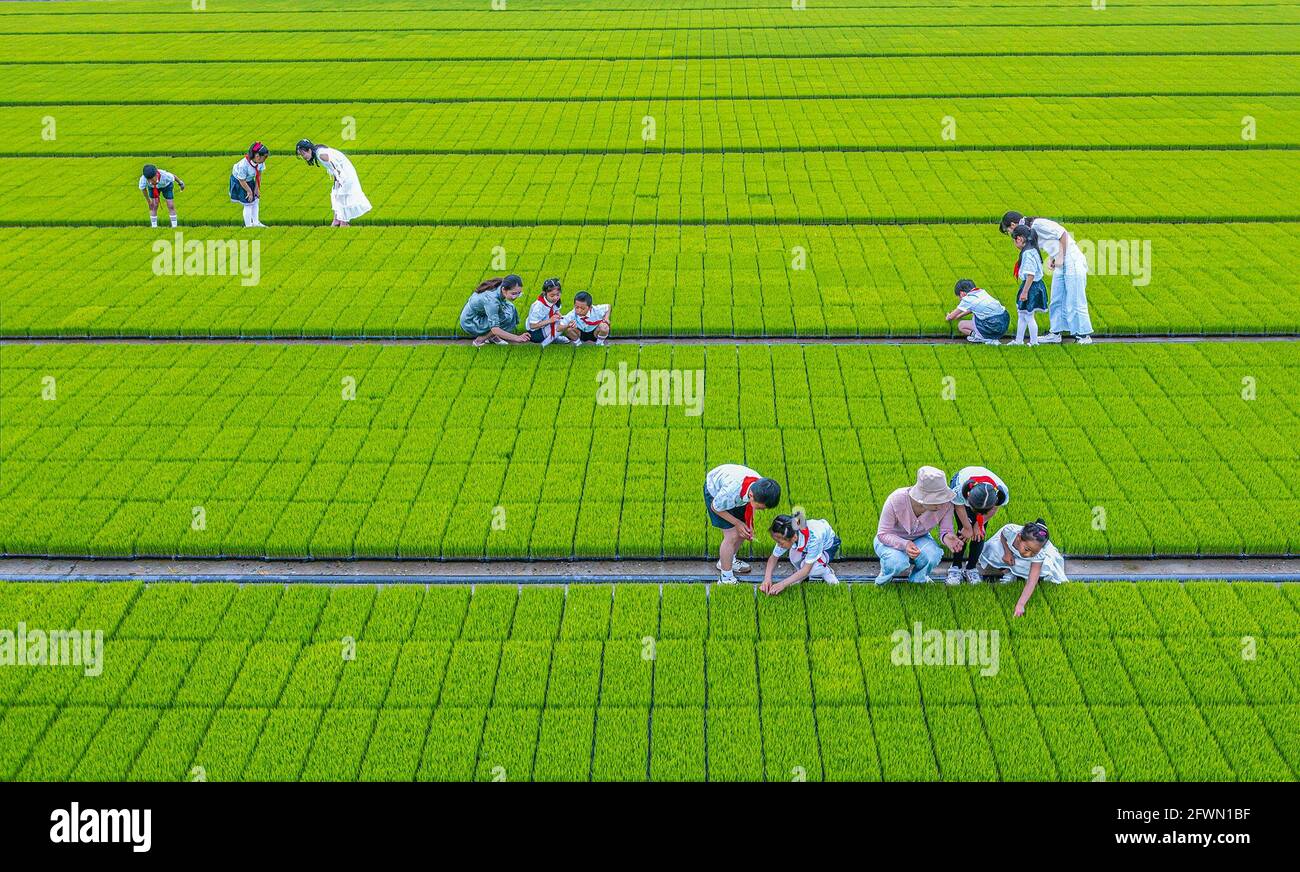SUQIAN, CHINA - MAY 23, 2021 - Students experience farming activities ...