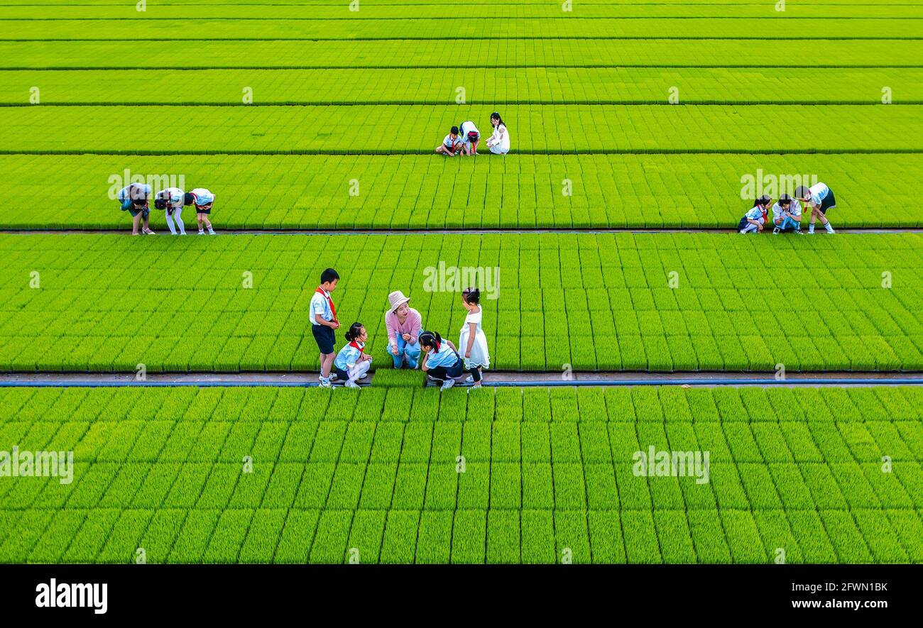 SUQIAN, CHINA - MAY 23, 2021 - Students experience farming activities ...