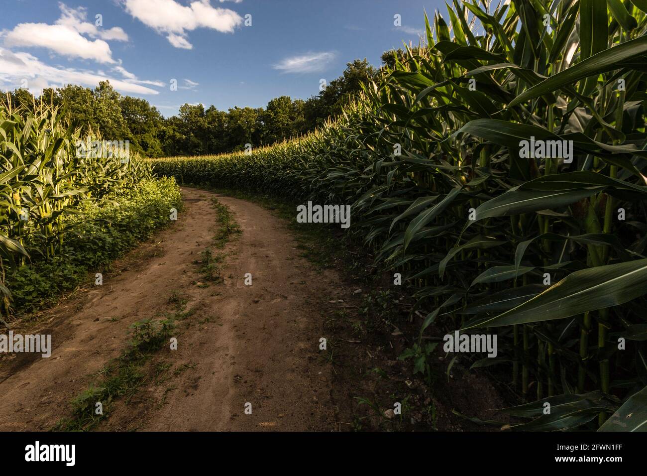 Corn Field Simsbury, Connecticut, USA Stock Photo - Alamy