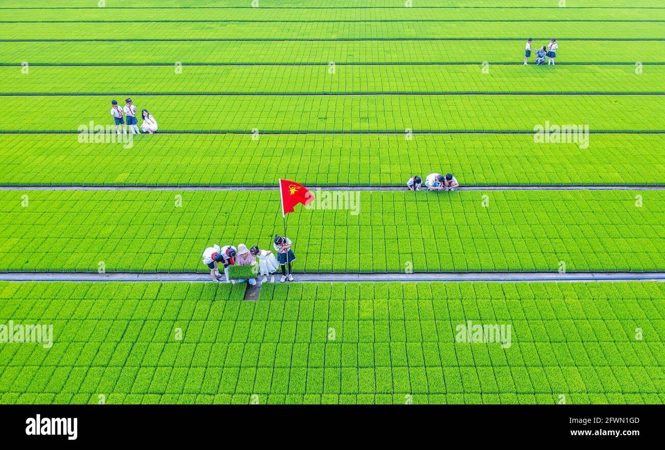 SUQIAN, CHINA - MAY 23, 2021 - Students experience farming activities ...