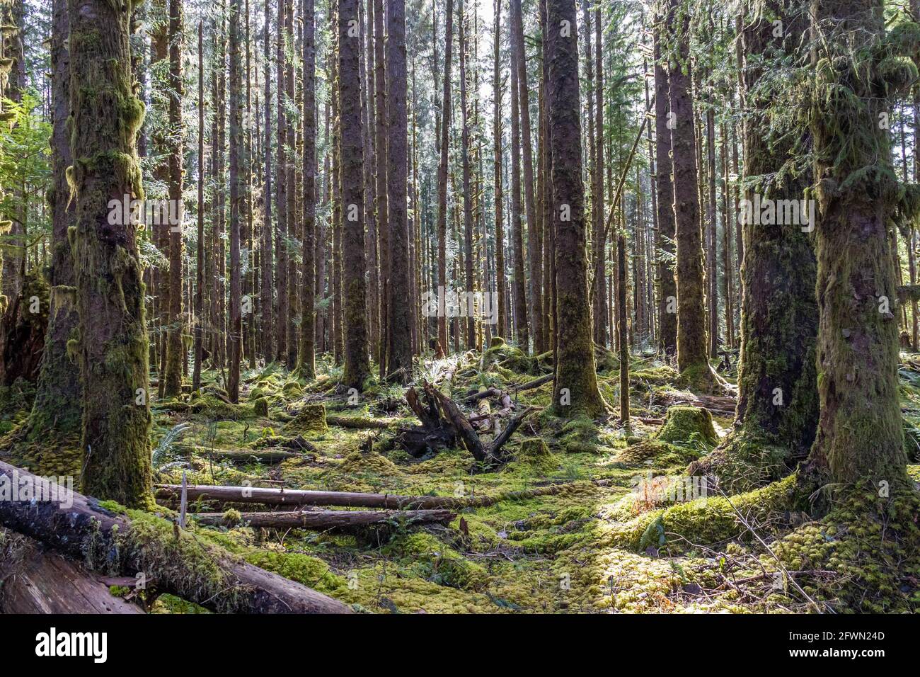 The sun shining through the temperate rainforest of the Hoh rainforest ...