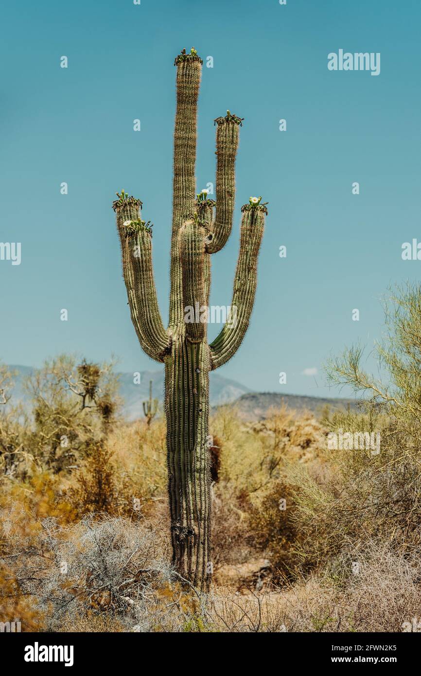 Cactus In Egypt High Resolution Stock Photography and Images - Alamy