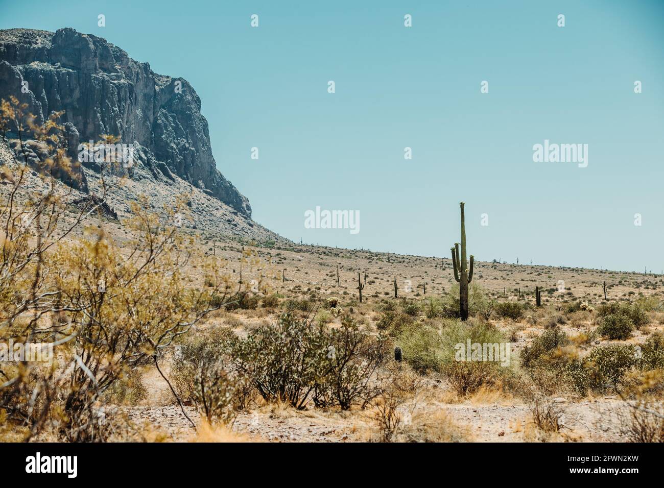Dry desert cactus landscape in Arizona USA Stock Photo - Alamy