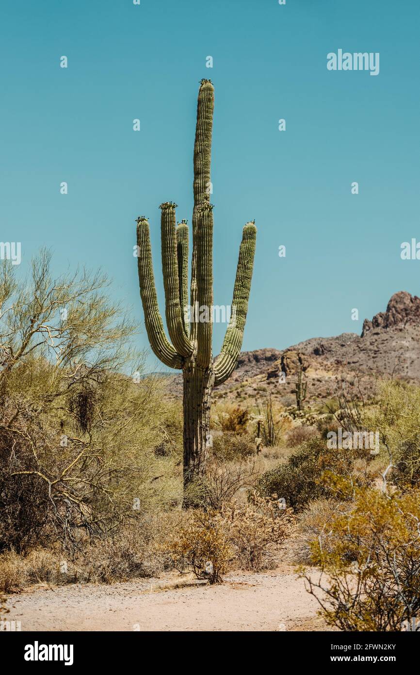 Dry desert cactus landscape in Arizona USA Stock Photo - Alamy