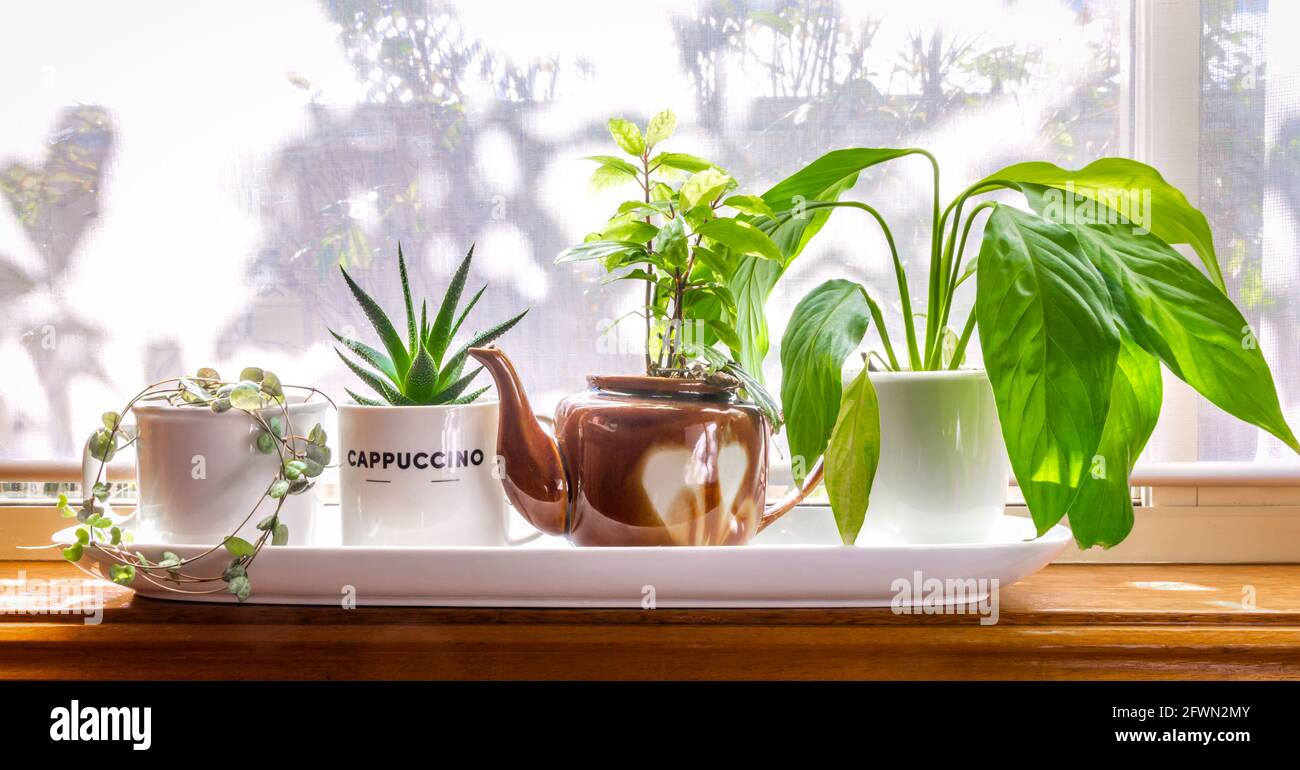 House plants grown in recycled mug and tea pot displayed in sunny ...