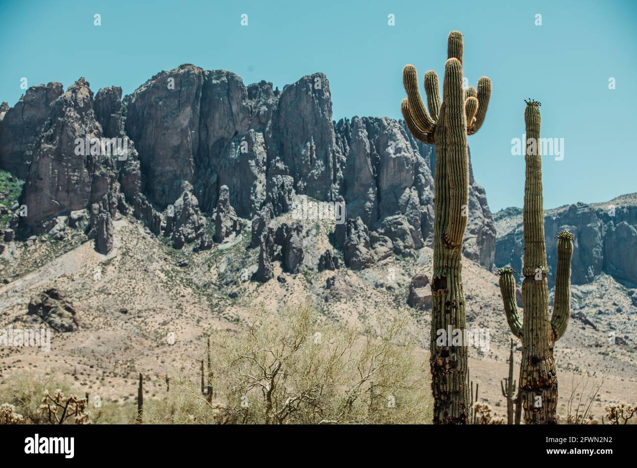 Dry desert cactus landscape in Arizona USA Stock Photo - Alamy