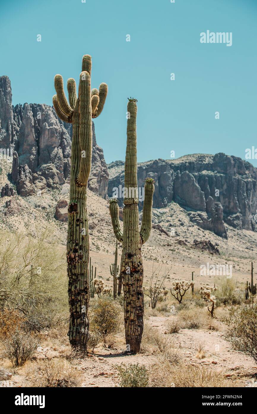 Cactus In Egypt High Resolution Stock Photography and Images - Alamy