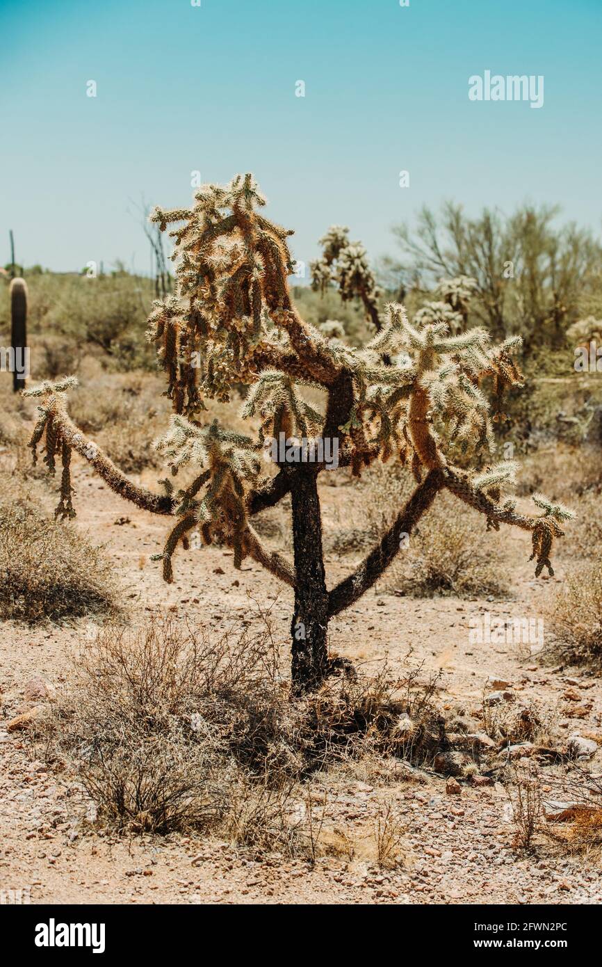 Dry desert cactus landscape in Arizona USA Stock Photo - Alamy