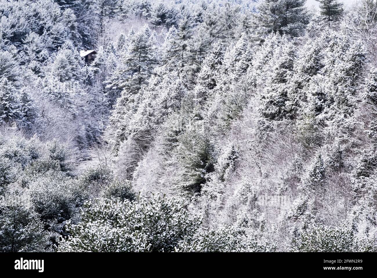 Trees in Winter Hogback Dam Hartland, Connecticut, USA Stock Photo - Alamy