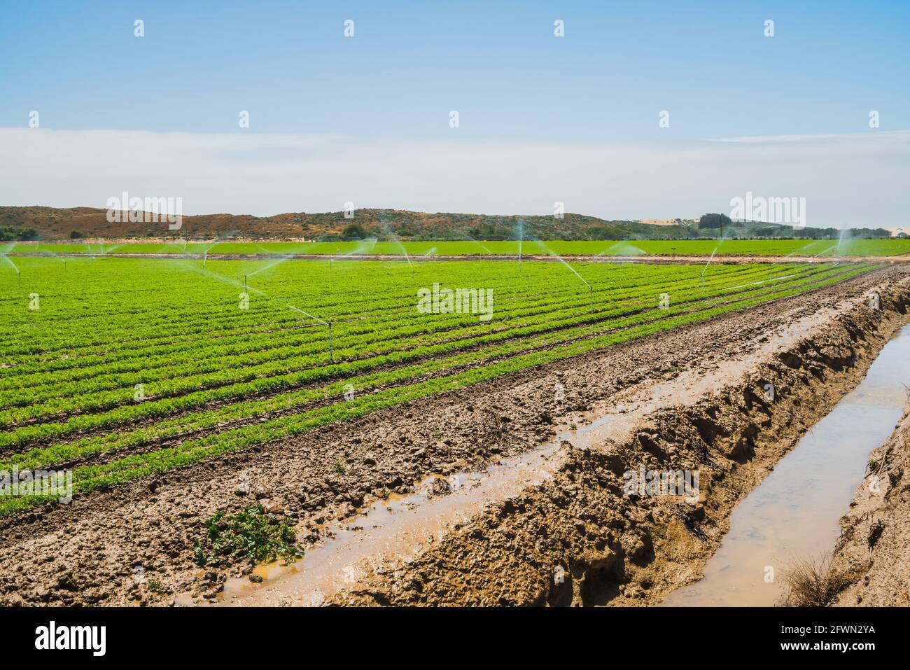 Watering agricultural field with young plants. Irrigation system in ...