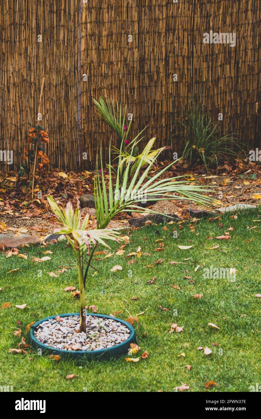 idyllic sunny backyard with lots of plants and tree wth cosy vibes ...