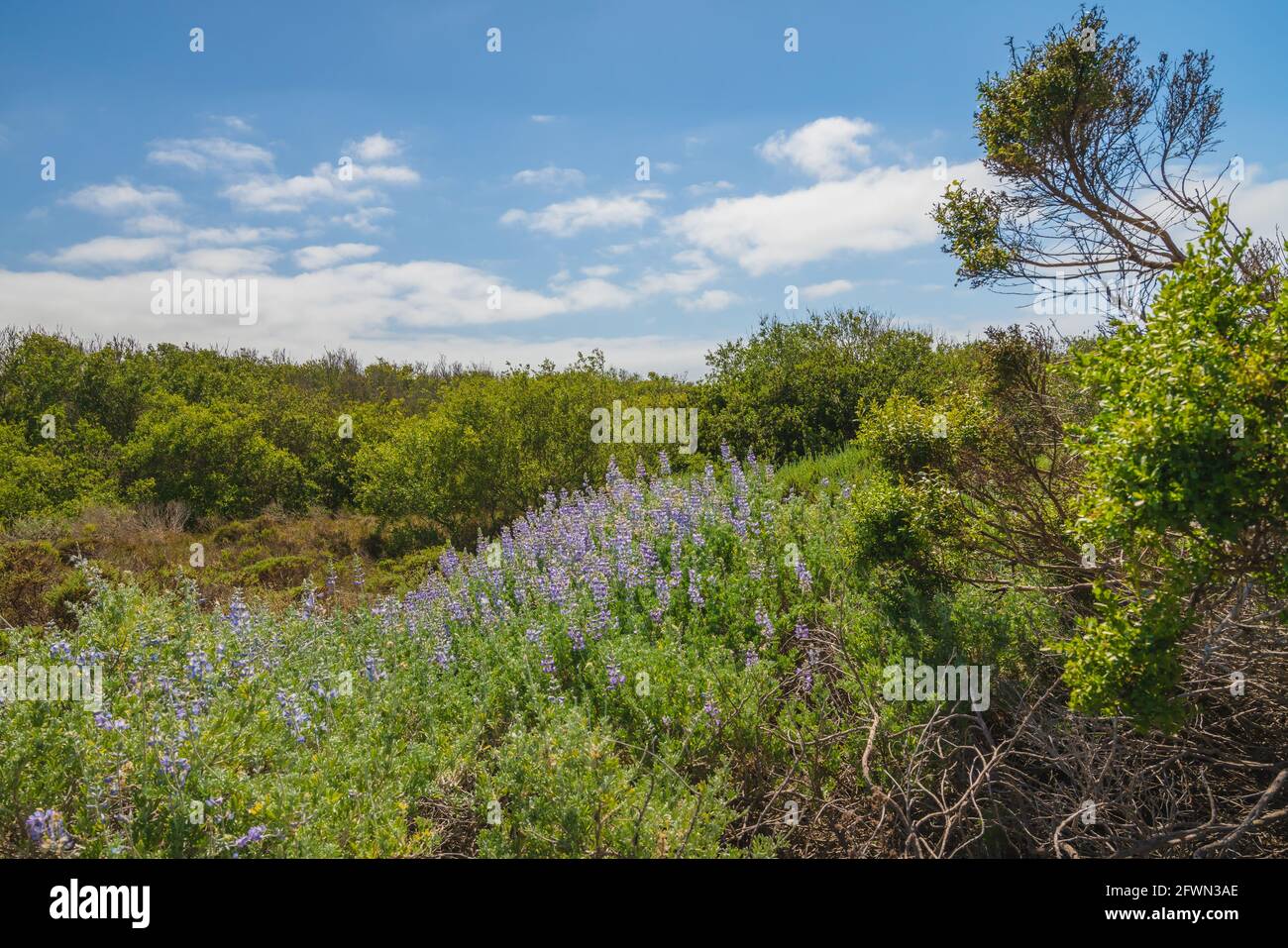 Wilderness area. Trees, shrubs, and wild flowers. Colony of Silvery ...