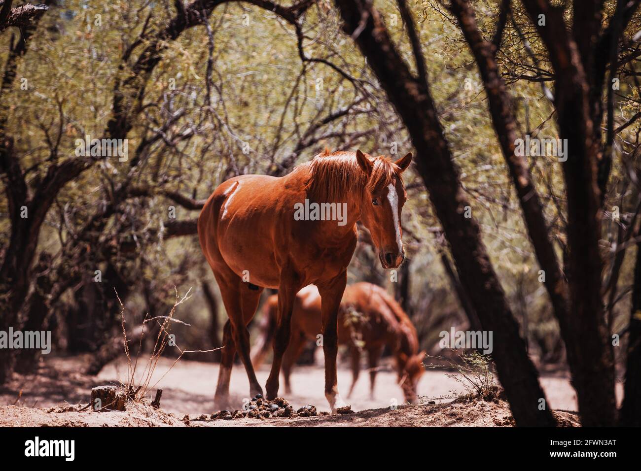 Wild horses drinking and grazing along the Salt River, Tonto National ...