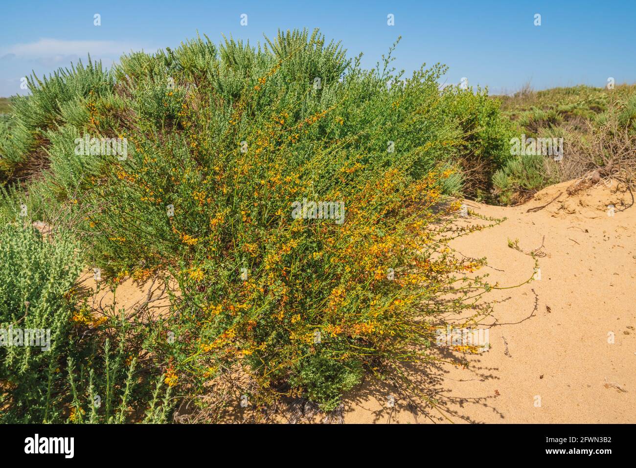 Sand dunes and deerweed plant. Deerweed (Lotus scoparius) bright-yellow ...