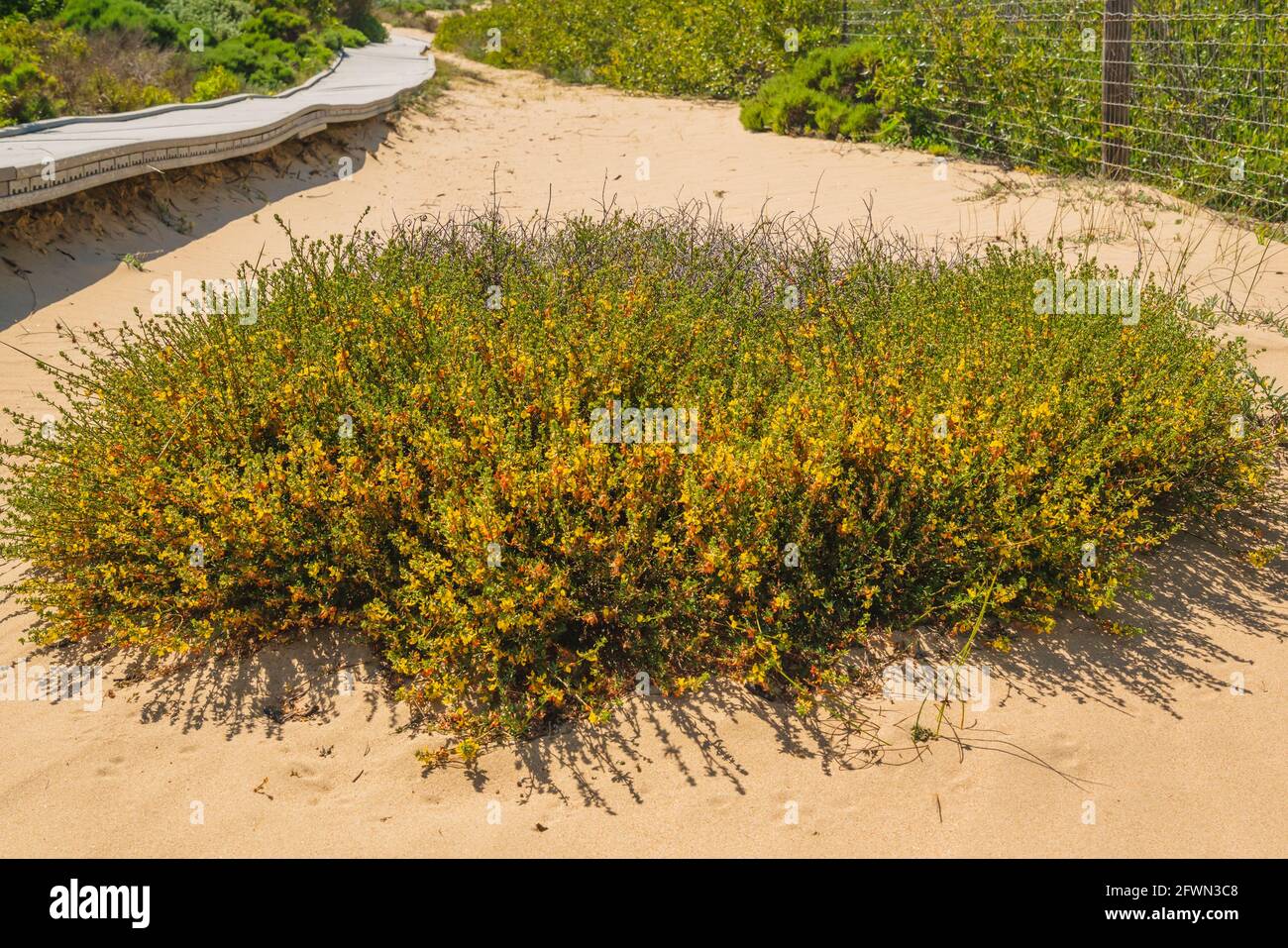 Sand dunes and deerweed plant. Deerweed (Lotus scoparius) bright-yellow ...
