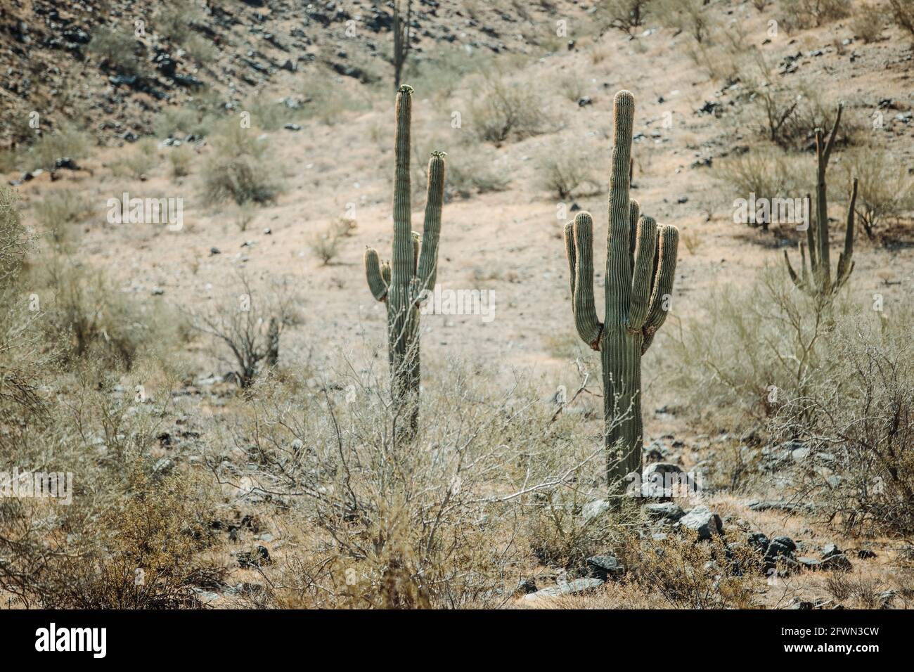 Cactus In Egypt High Resolution Stock Photography and Images - Alamy
