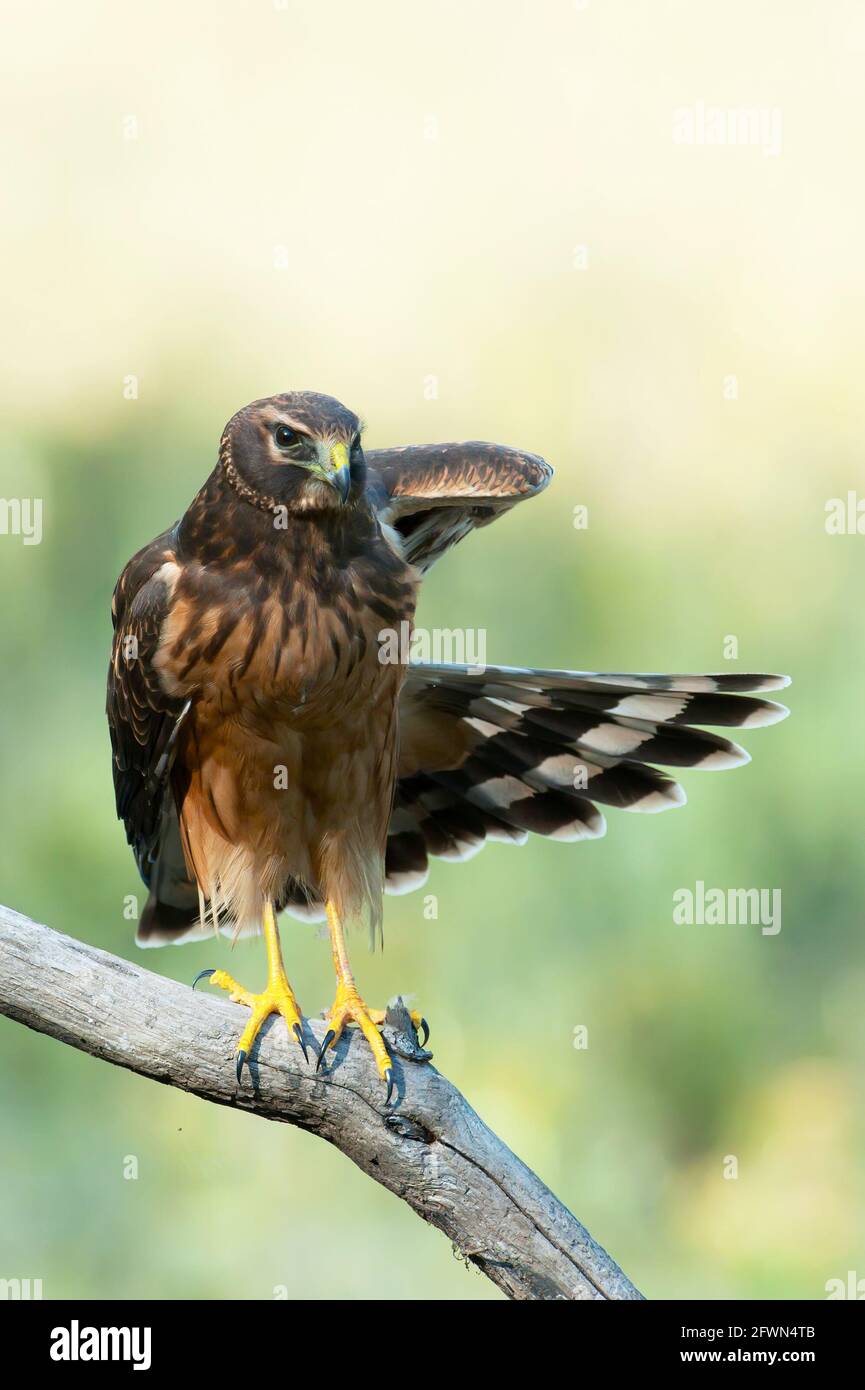 Northern harrier wing stretch Stock Photo - Alamy