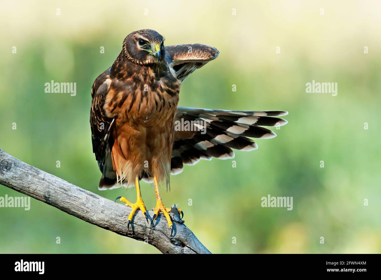 Northern harrier wing stretch Stock Photo - Alamy