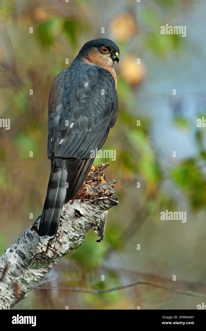 Adult birds hi-res stock photography and images - Alamy