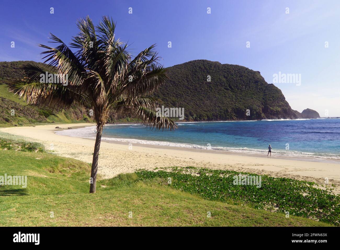 Kentia palm and clear blue sky at Ned's Beach, Lord Howe Island, NSW ...