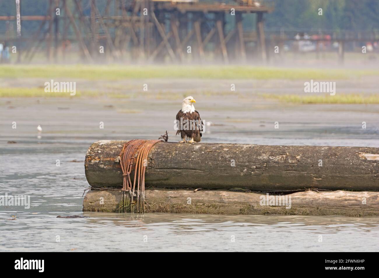 Eagle sitting on a log hi-res stock photography and images - Alamy