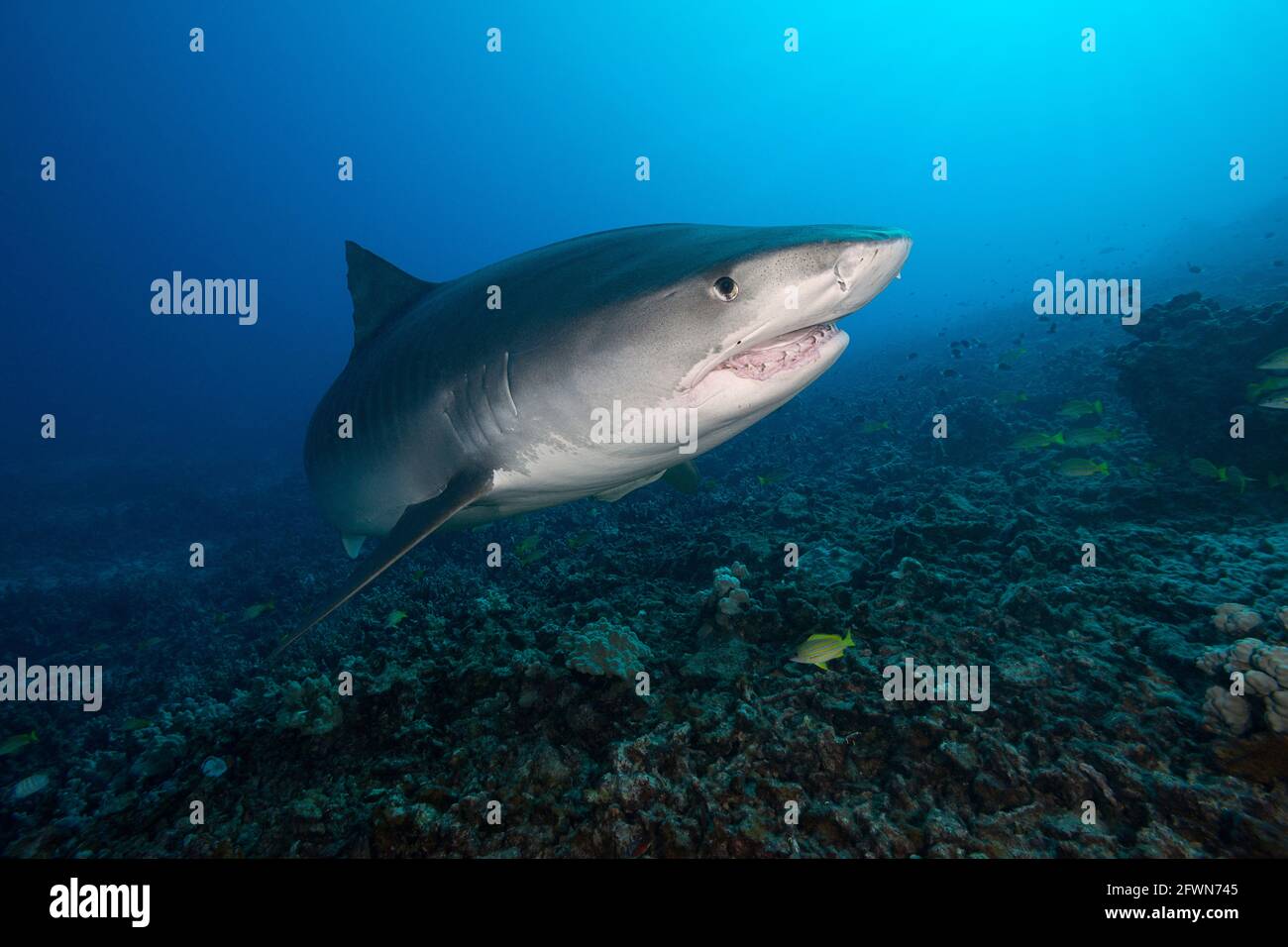 large female tiger shark, Galeocerdo cuvier, with crooked jaw likely ...